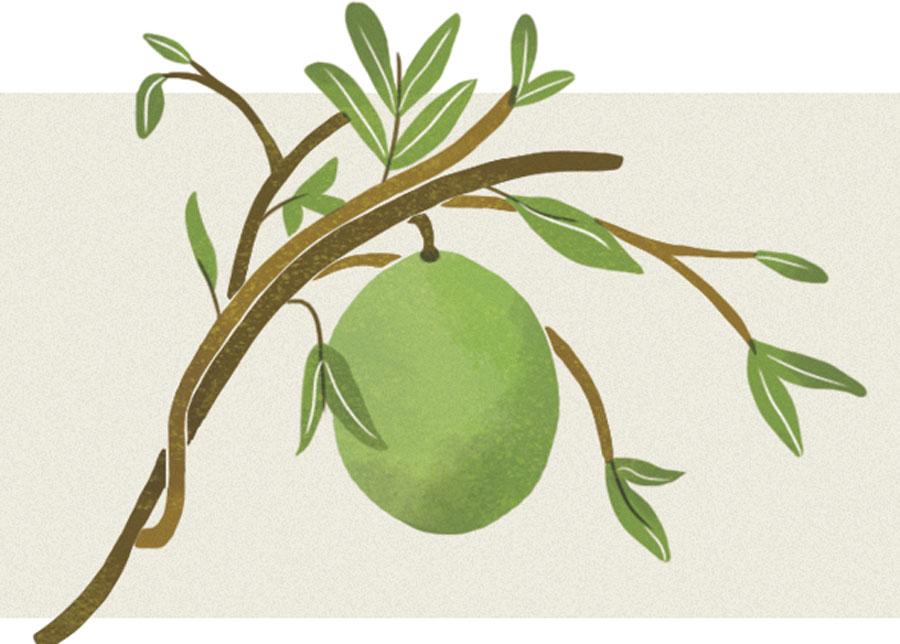 Seis plantas medicinales colombianas - Bienestar Colsanitas