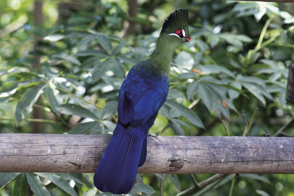 El Aviario, un destino diferente en Cartagena - Bienestar Colsanitas