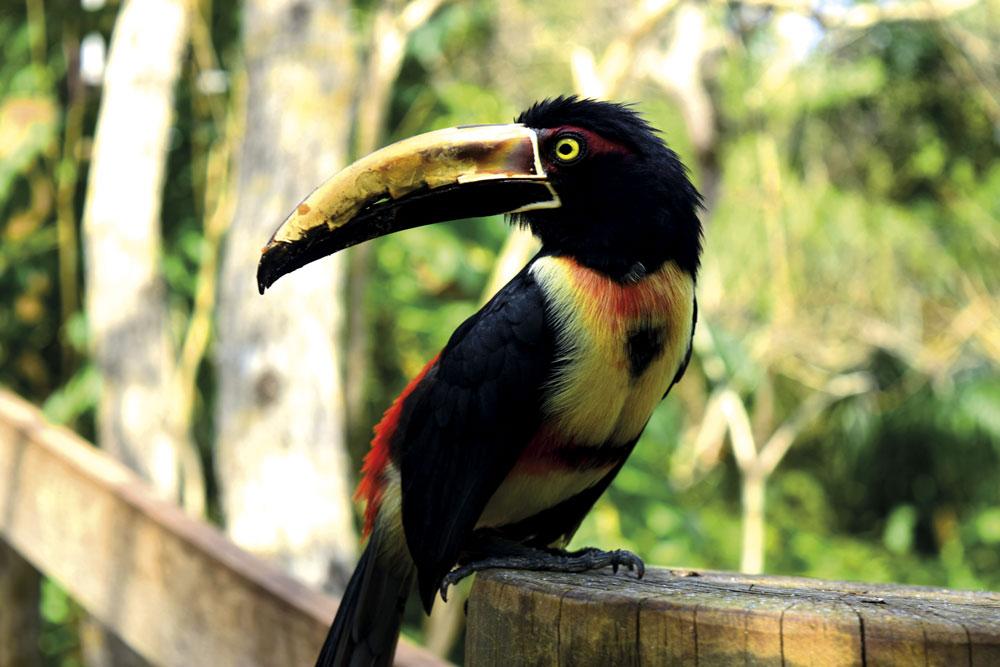 El Aviario, un destino diferente en Cartagena - Bienestar Colsanitas