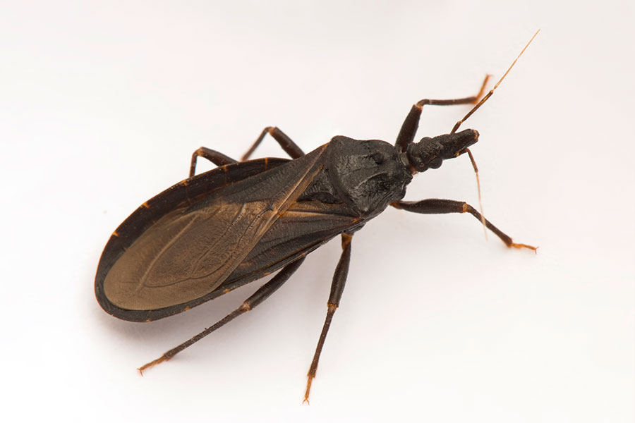 Cómo prevenir la enfermedad de Chagas, endémica en Latinoamérica ...