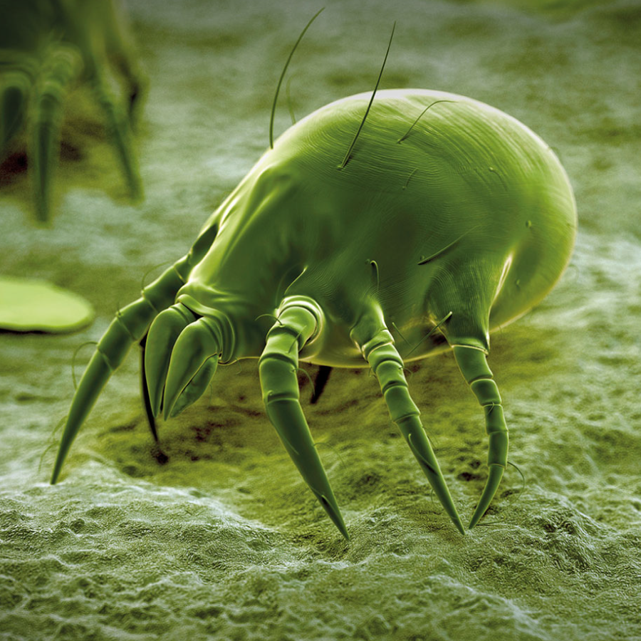 Ácaros: los pequeños invasores